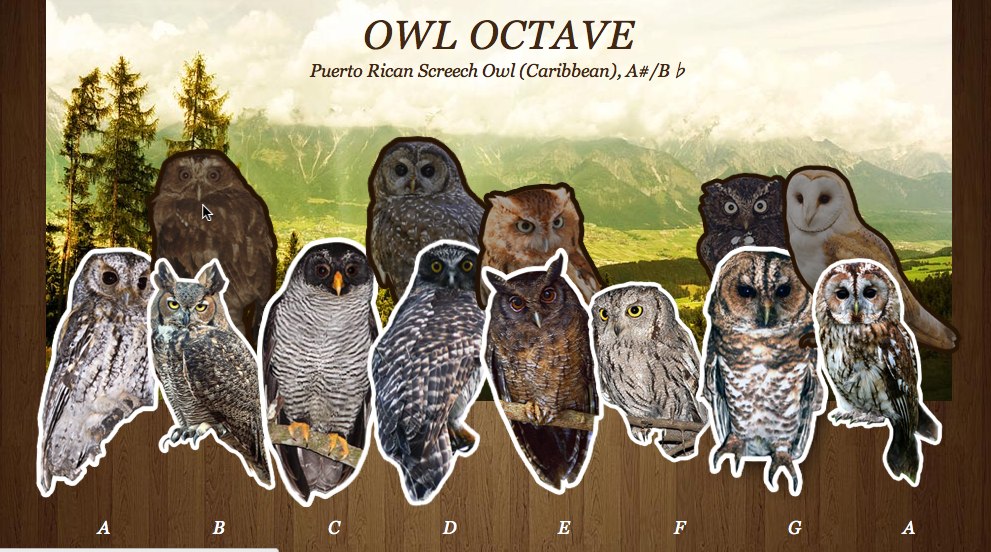 Make Beautiful Music With Owls