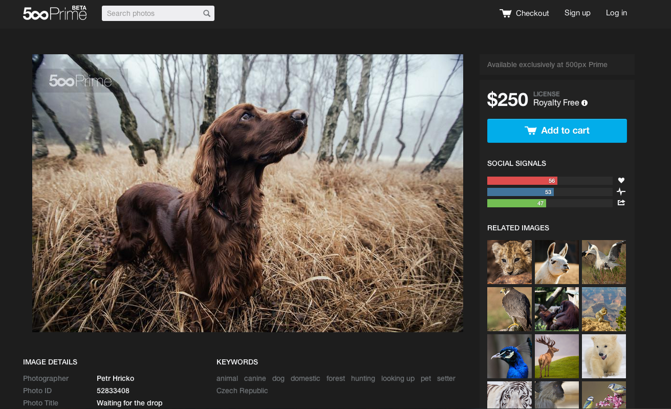 500px Prime Leaves Beta