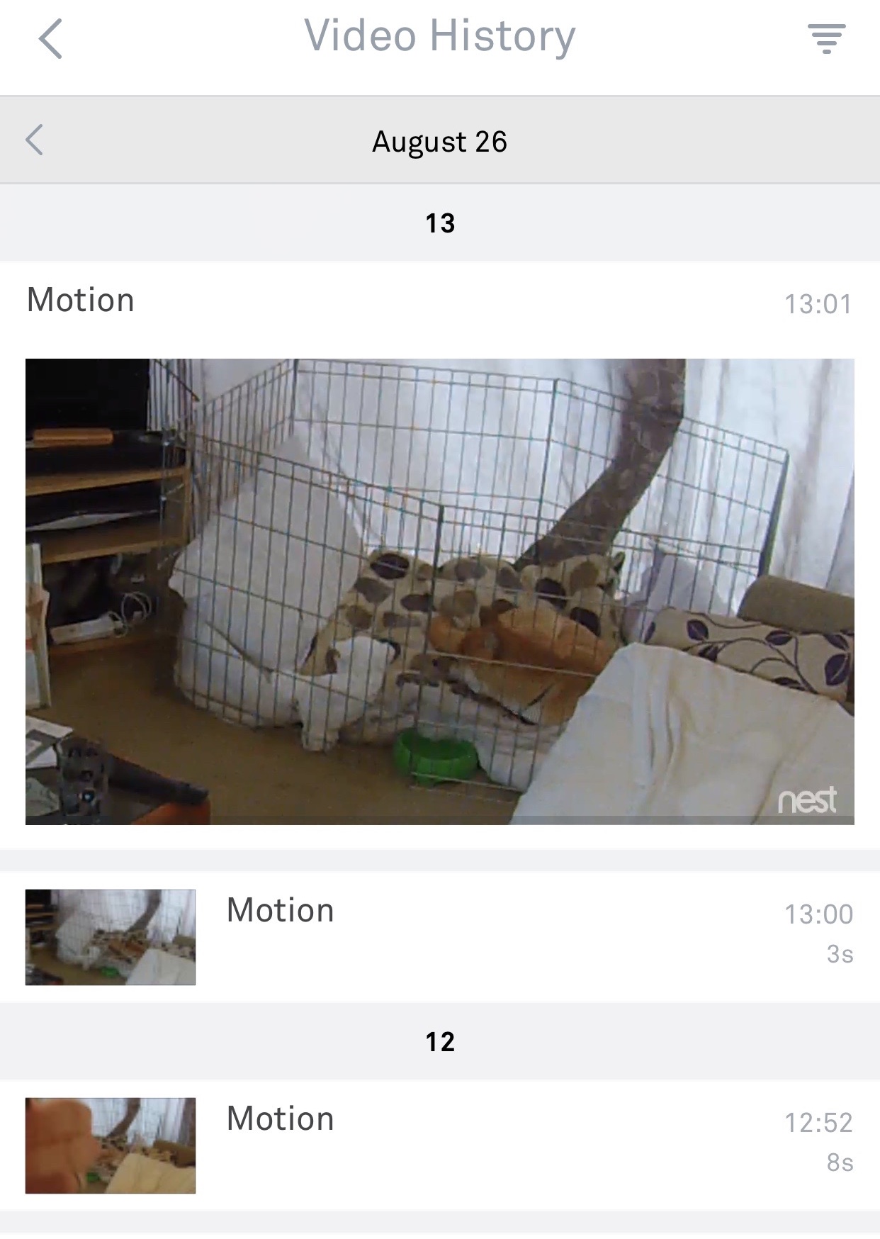 How Nest Cam helped me care for my shiba inu after surgery