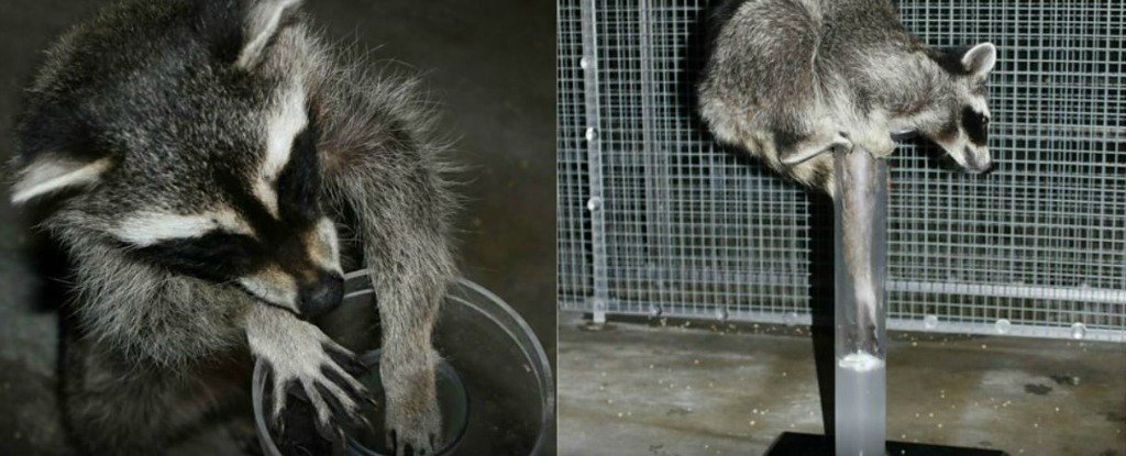 4 important lessons raccoons can teach you about stock trading