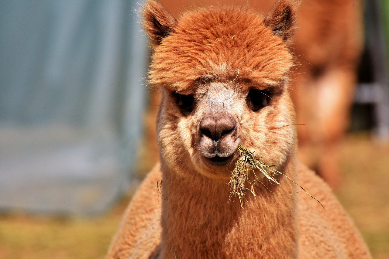 What owning an alpaca farm has taught me about running a tech startup