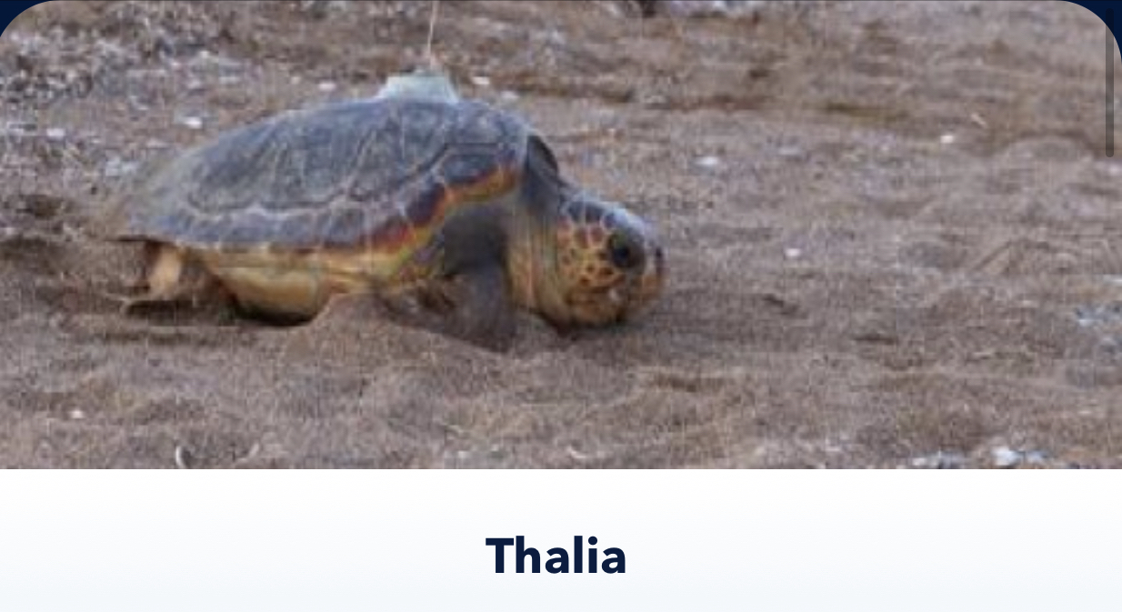 The internet’s best comment section is on a shark tracker app