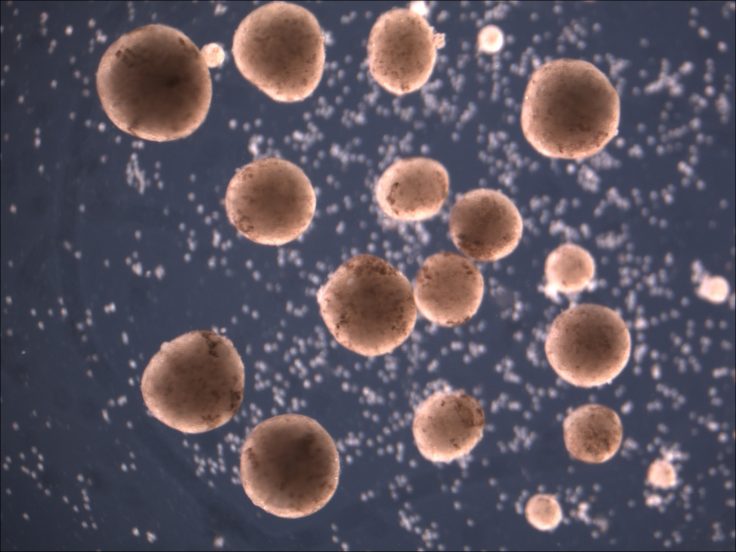 Scientists developed ‘living robots’ that reproduce