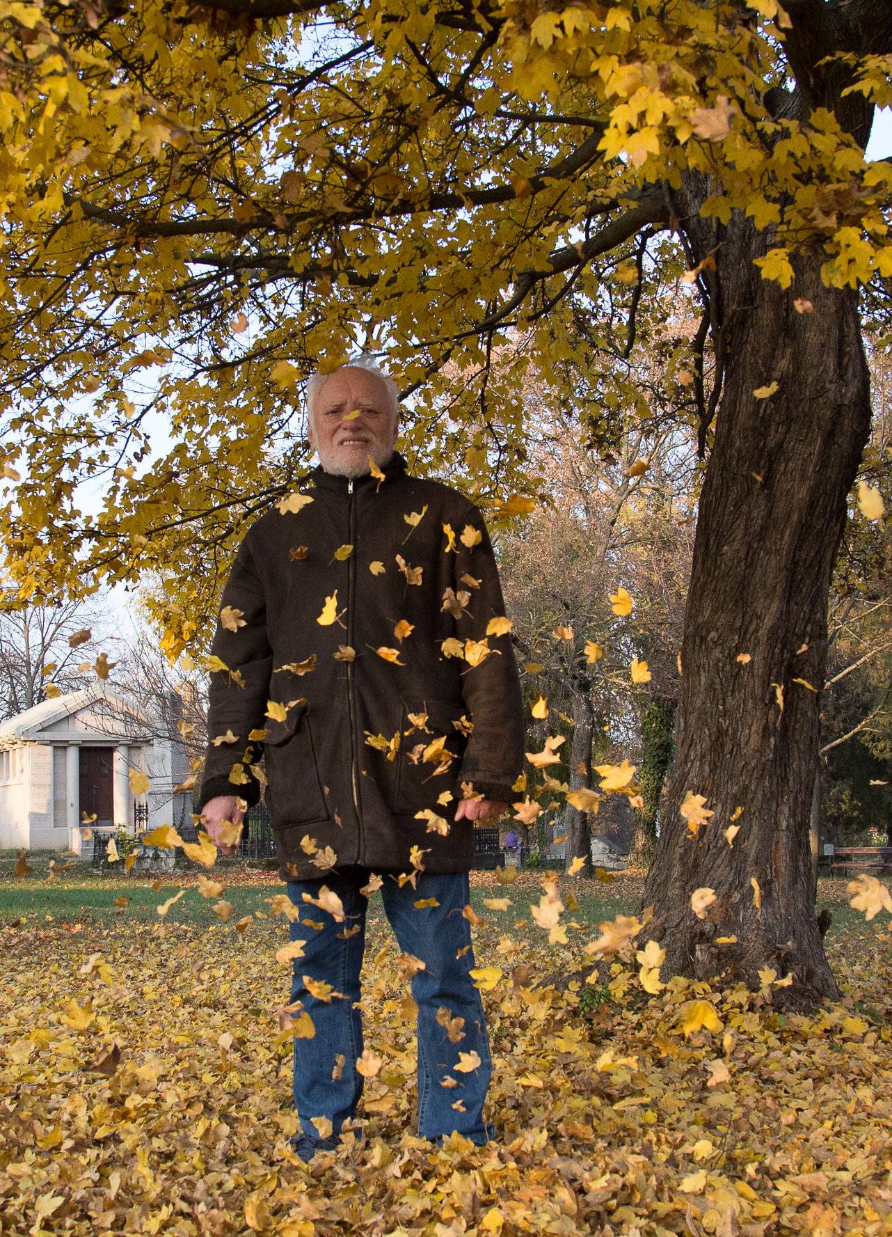 Hide the Pain Harold's autumn photos perfectly capture dark day blues
