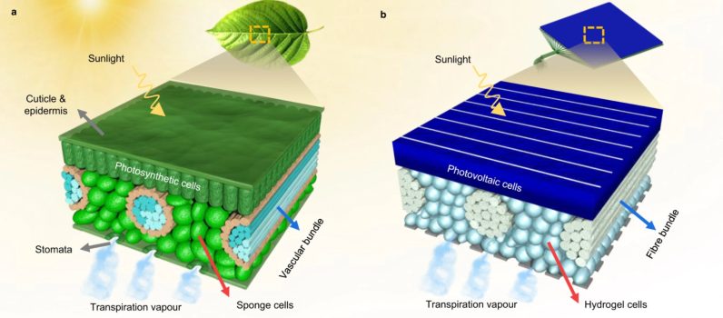 This PV-leaf can harness more power than standard solar panels