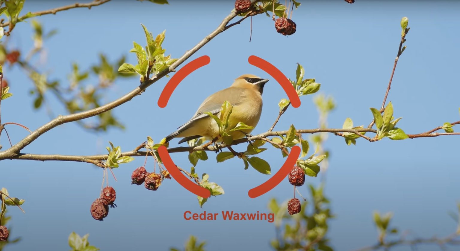 These AI binoculars just made birdwatching a whole lot easier