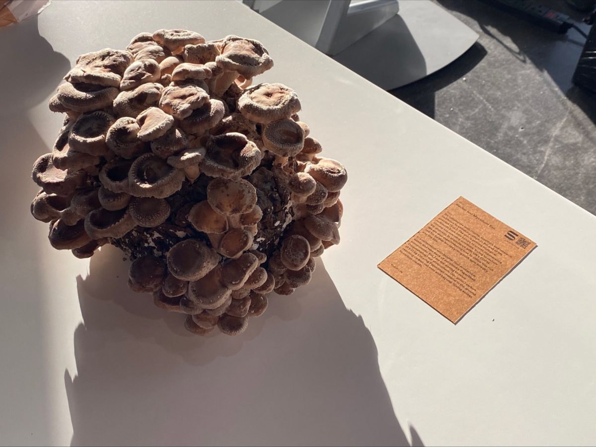 This snowboard is made from paper — and it shreds like a dream